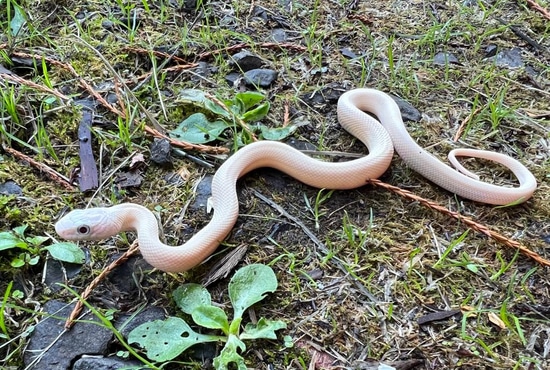 Leucistic Texas Rat Snake Western Rat Snake by Brad's World Reptiles