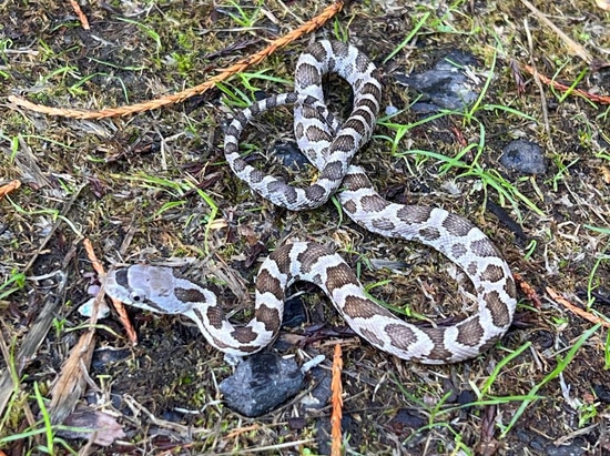 Texas Rat Snake (Het Leucy) Western Rat Snake by Brad's World Reptiles