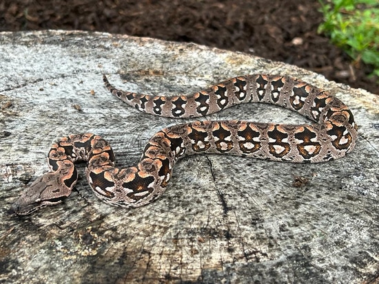 Dumeril Boa Dumeril's Boa by Brad's World Reptiles