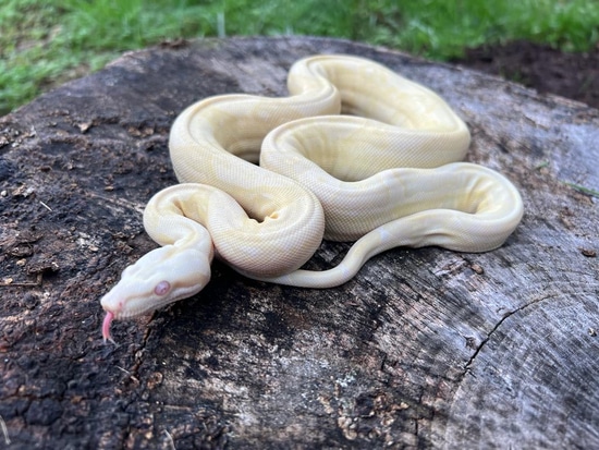 2022 Snow Boa Boa Constrictor by Brad's World Reptiles