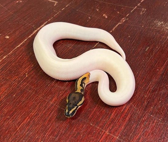 Spied Ball Python by Brad's World Reptiles