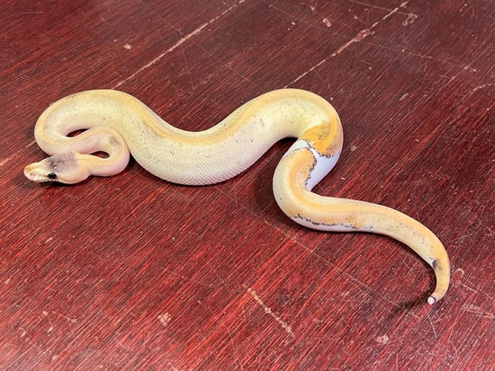 Champagne Het Piebald Ball Python by Brad's World Reptiles
