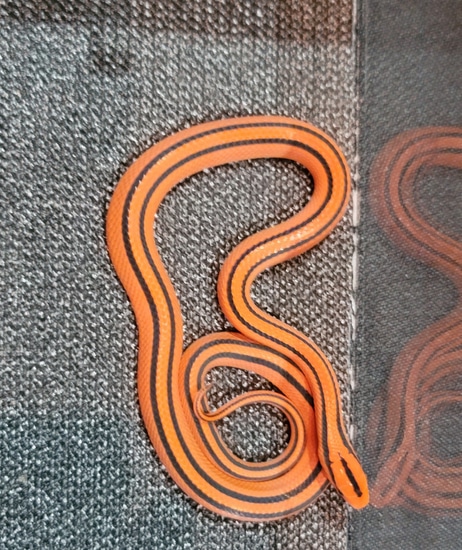 O.p. Coxi Bamboo Rat Snake by Phoenix Constrictors