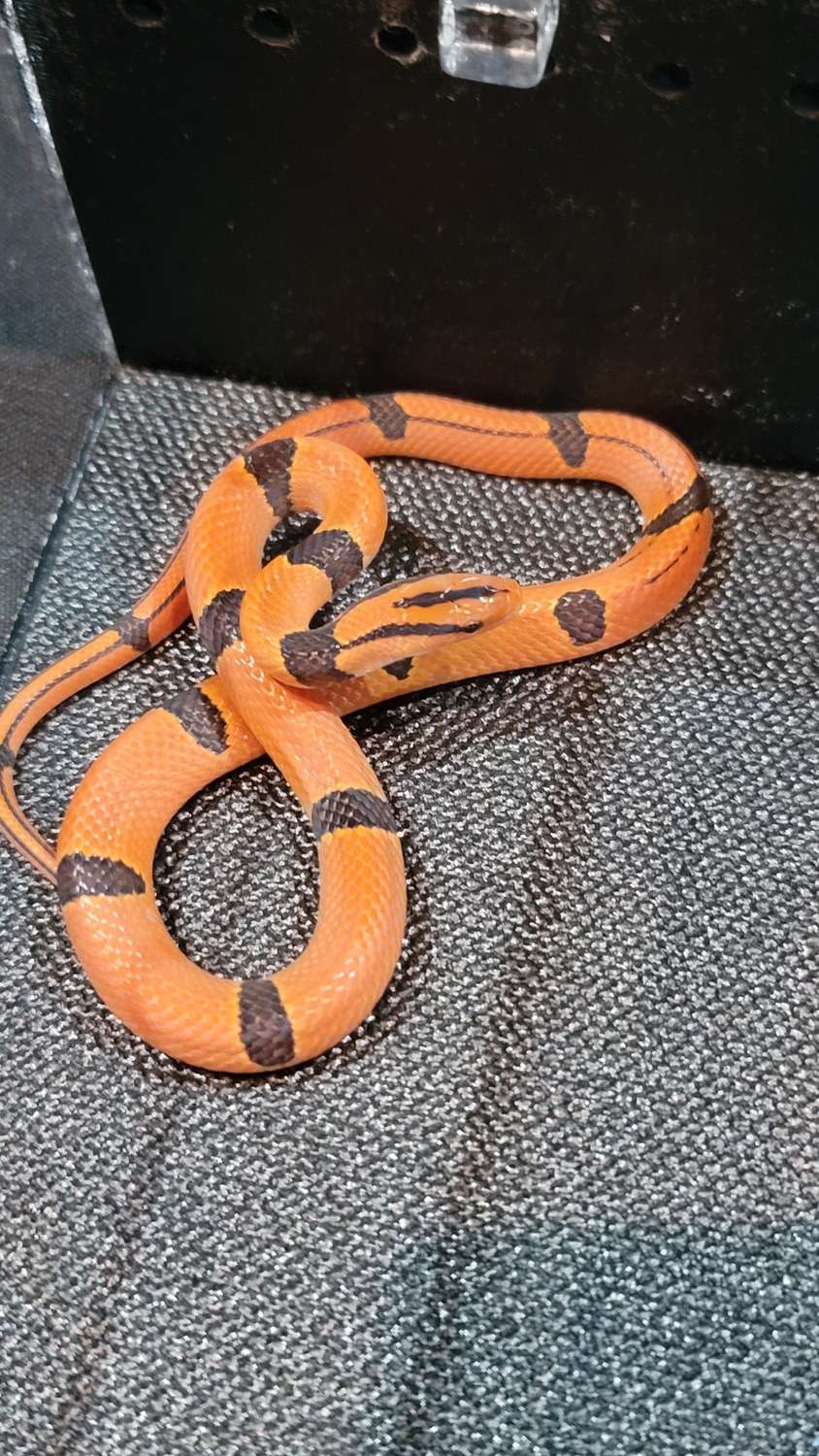 O.p. (Cross) Bamboo Rat Snake by Phoenix Constrictors - MorphMarket