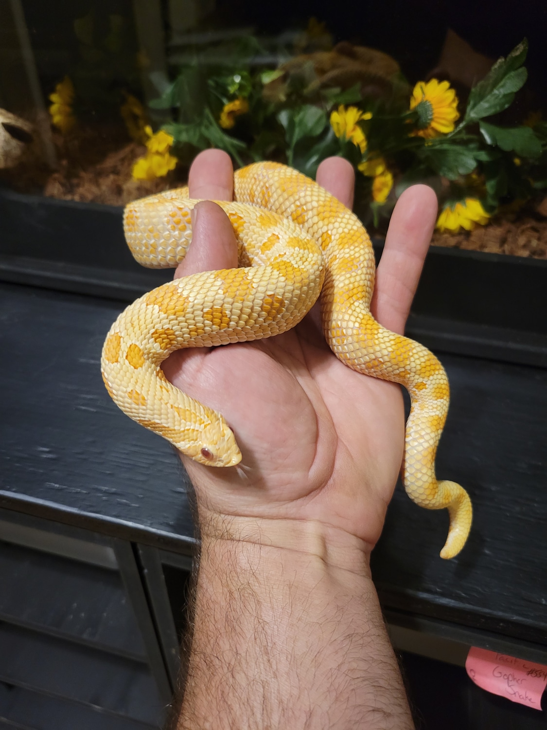 $REDUCTION Albino Anaconda Breeder Western Hognose by Phoenix Constrictors - MorphMarket