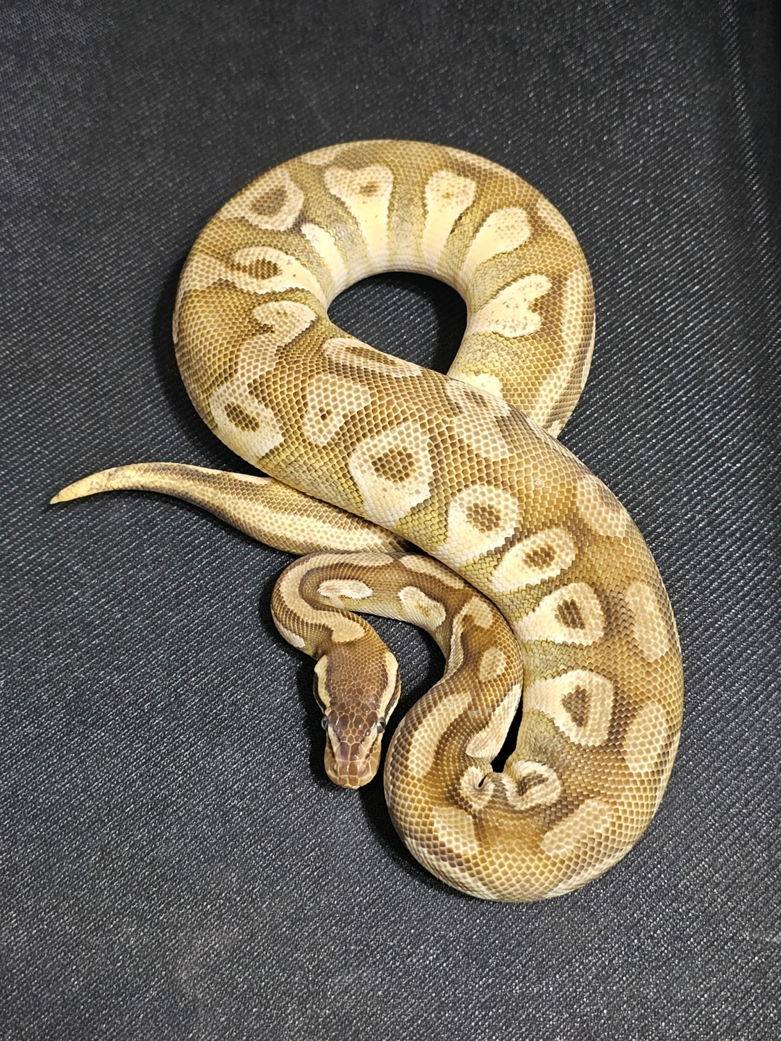100% Het G-Stripe Enchi Pastave Ball Python by Phoenix Constrictors - MorphMarket