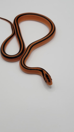 O.p. Coxi Bamboo Rat Snake by Phoenix Constrictors