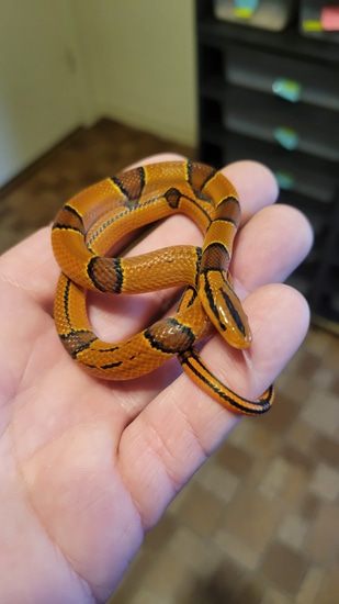 Bamboo Cross Bamboo Rat Snake by Phoenix Constrictors