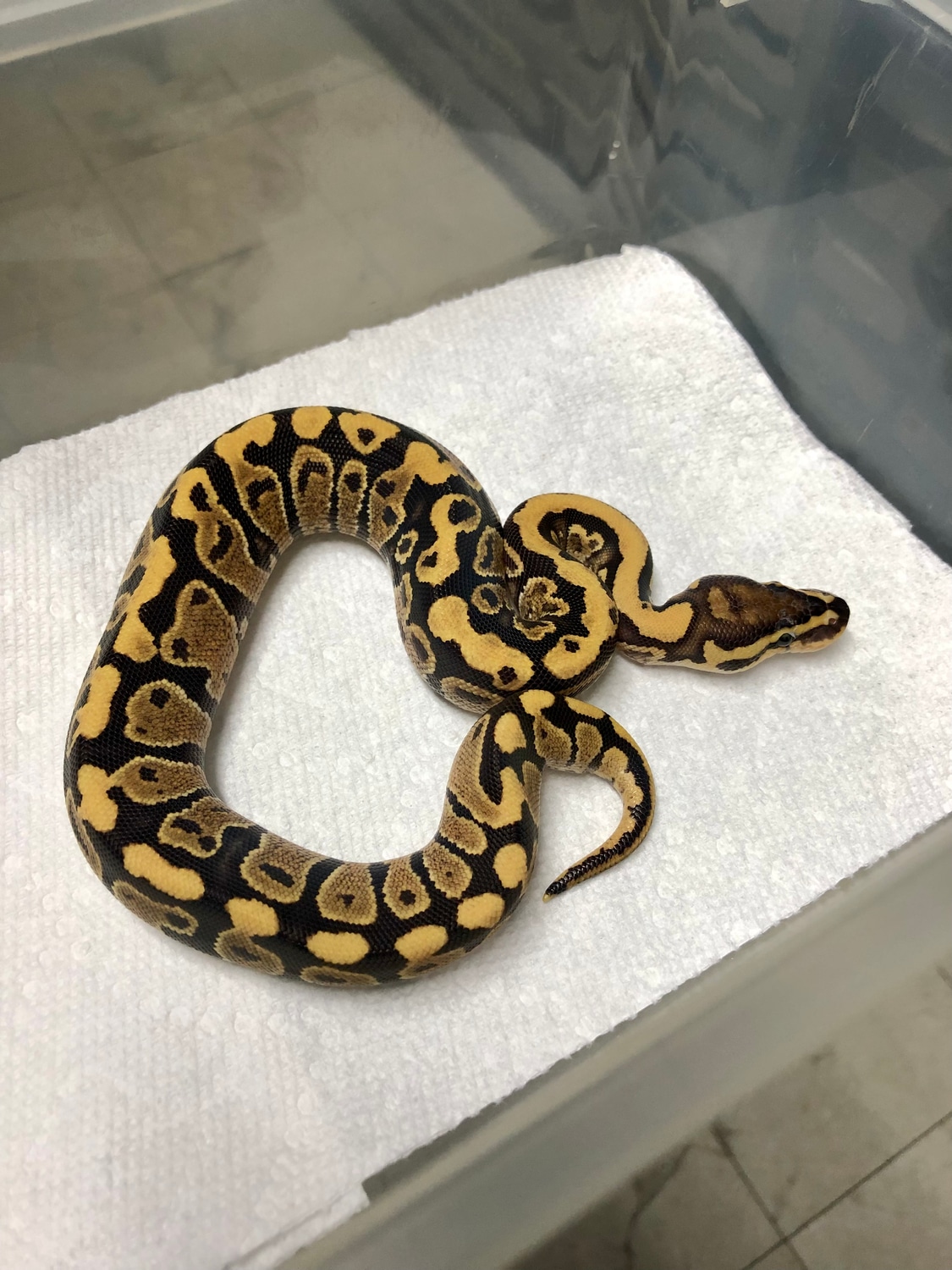 Spotnose Fire Het Clown Ball Python by Brad Sherman - MorphMarket