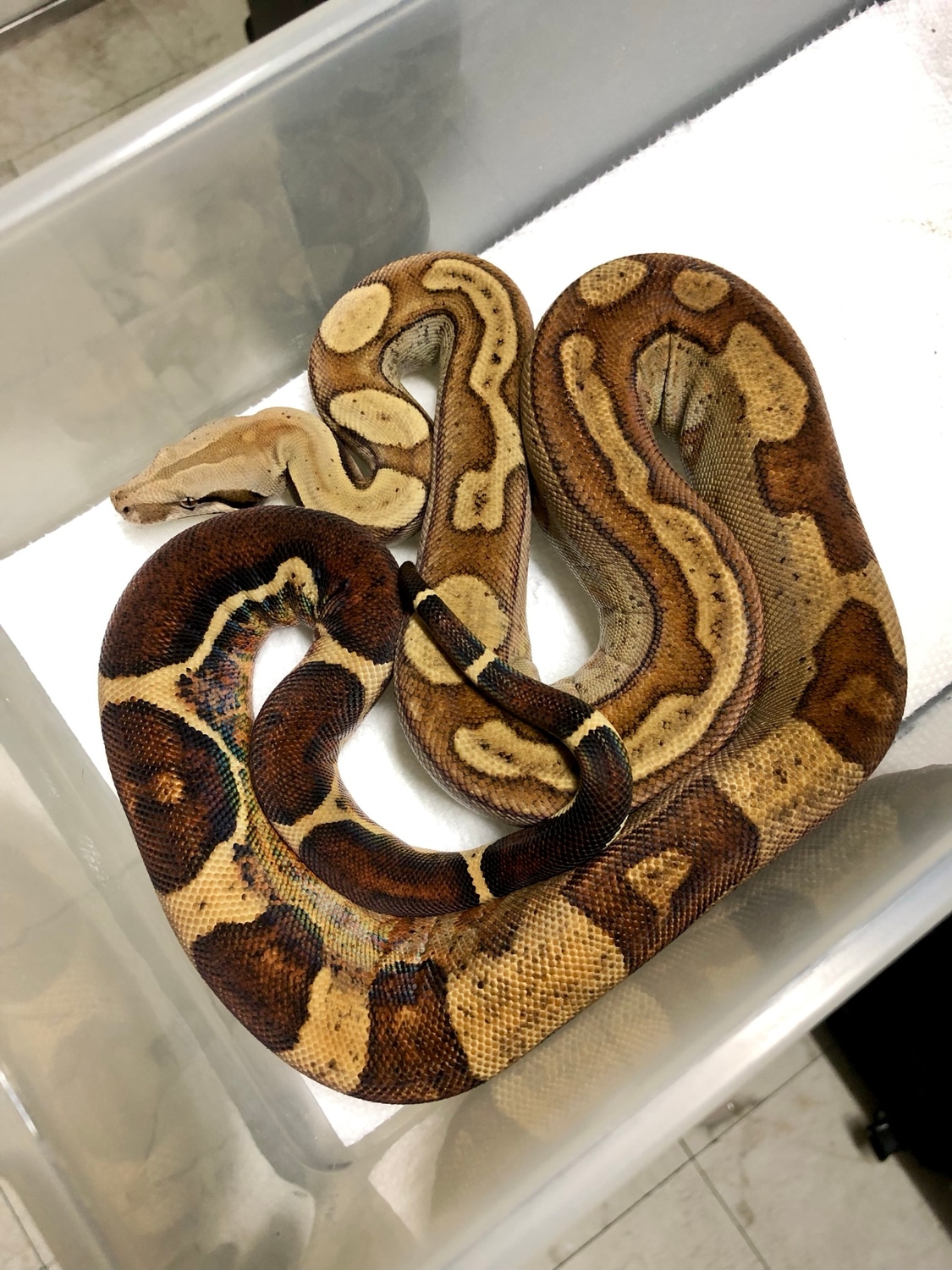 Jungle DH Red Dragon Boa Constrictor by Brad Sherman - MorphMarket