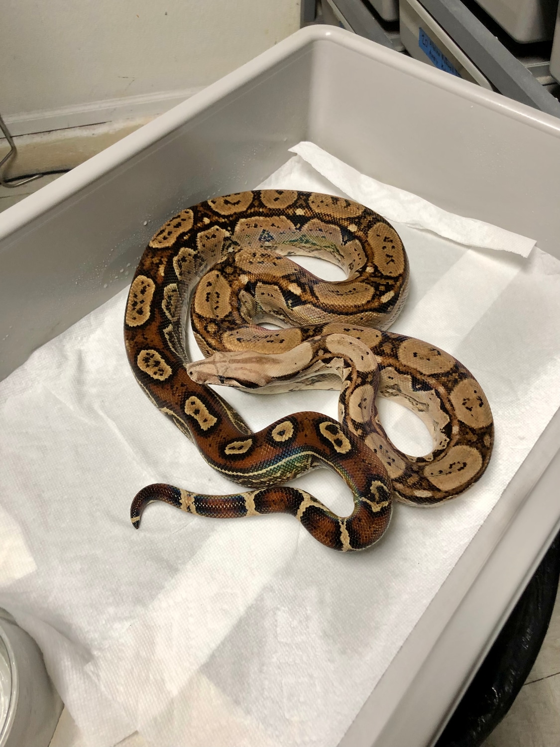 Keltic Het Kahl Boa Constrictor by Brad Sherman - MorphMarket