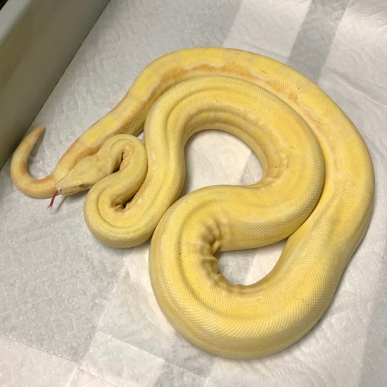 Adult Female Albino Arabesque Het Blizzard Boa Constrictor by Brad Sherman