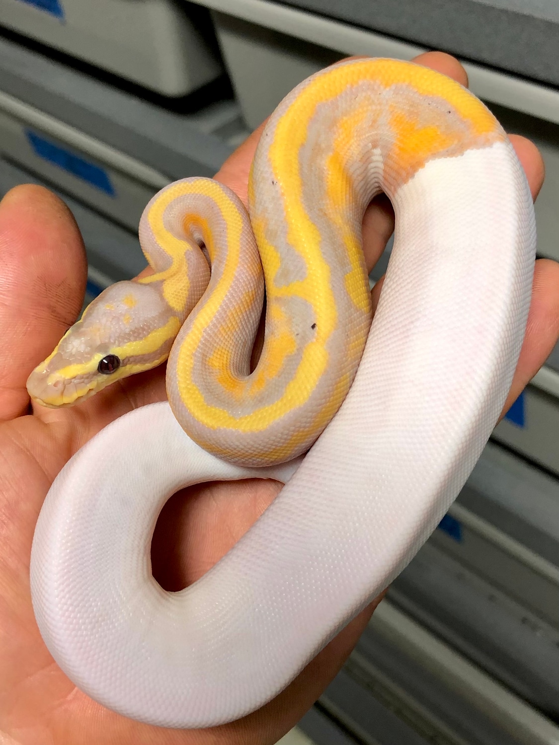 Banana Pied Ball Python by Brad Sherman - MorphMarket