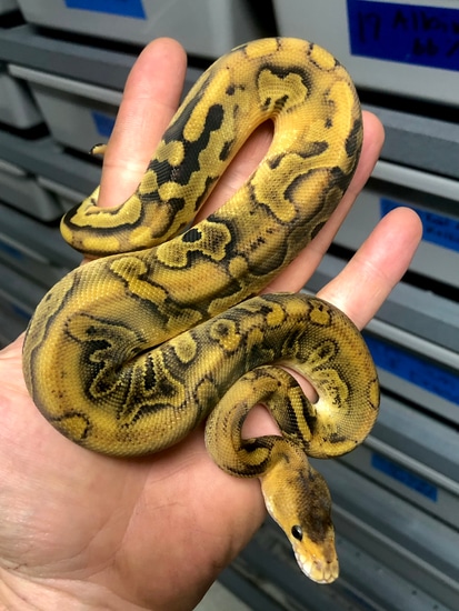 Leopard Enchi Champagne 66% Clown Ball Python by Brad Sherman