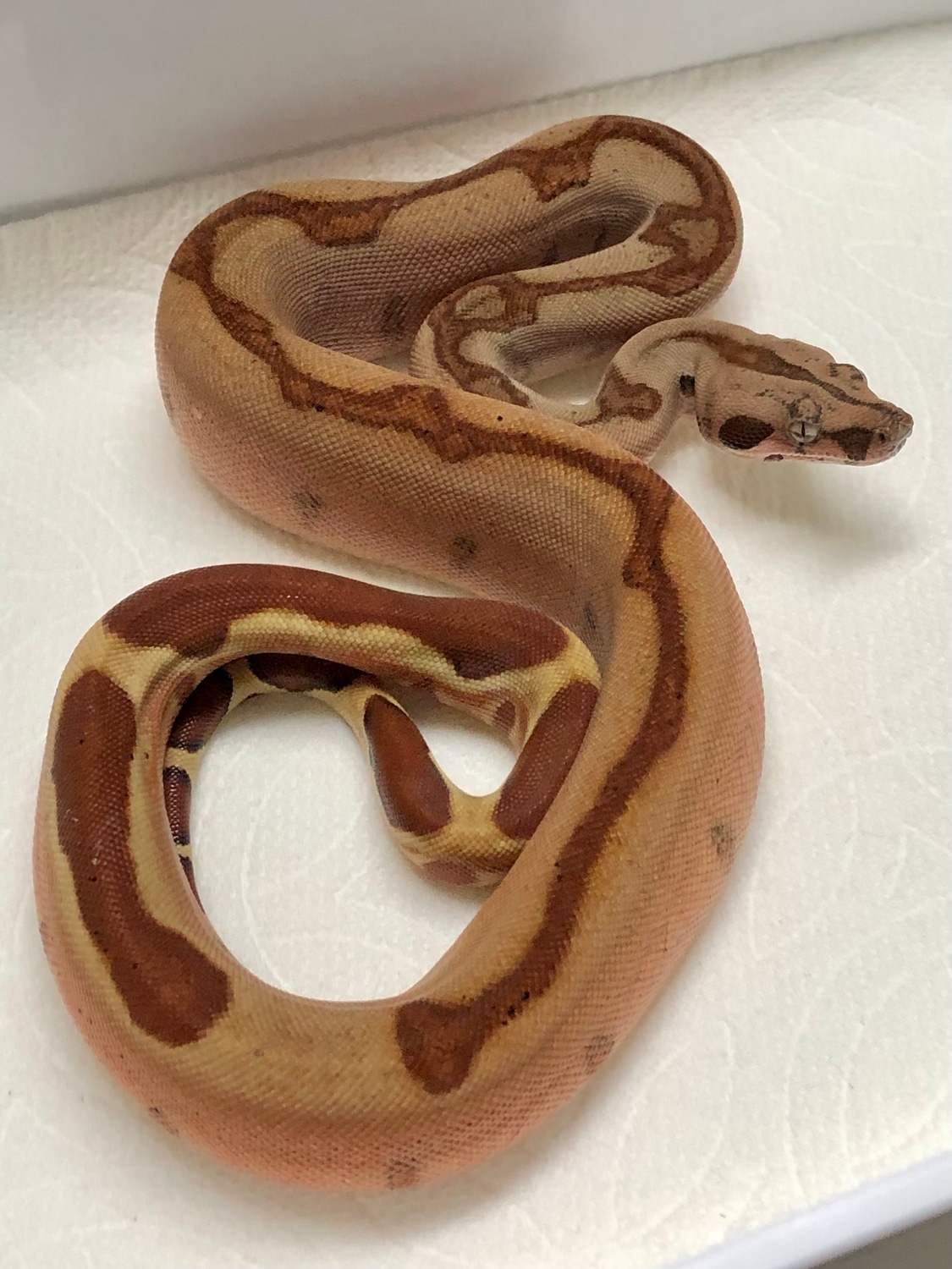 RedRum Summit Hypo Jungle Boa Constrictor by Brad Sherman - MorphMarket