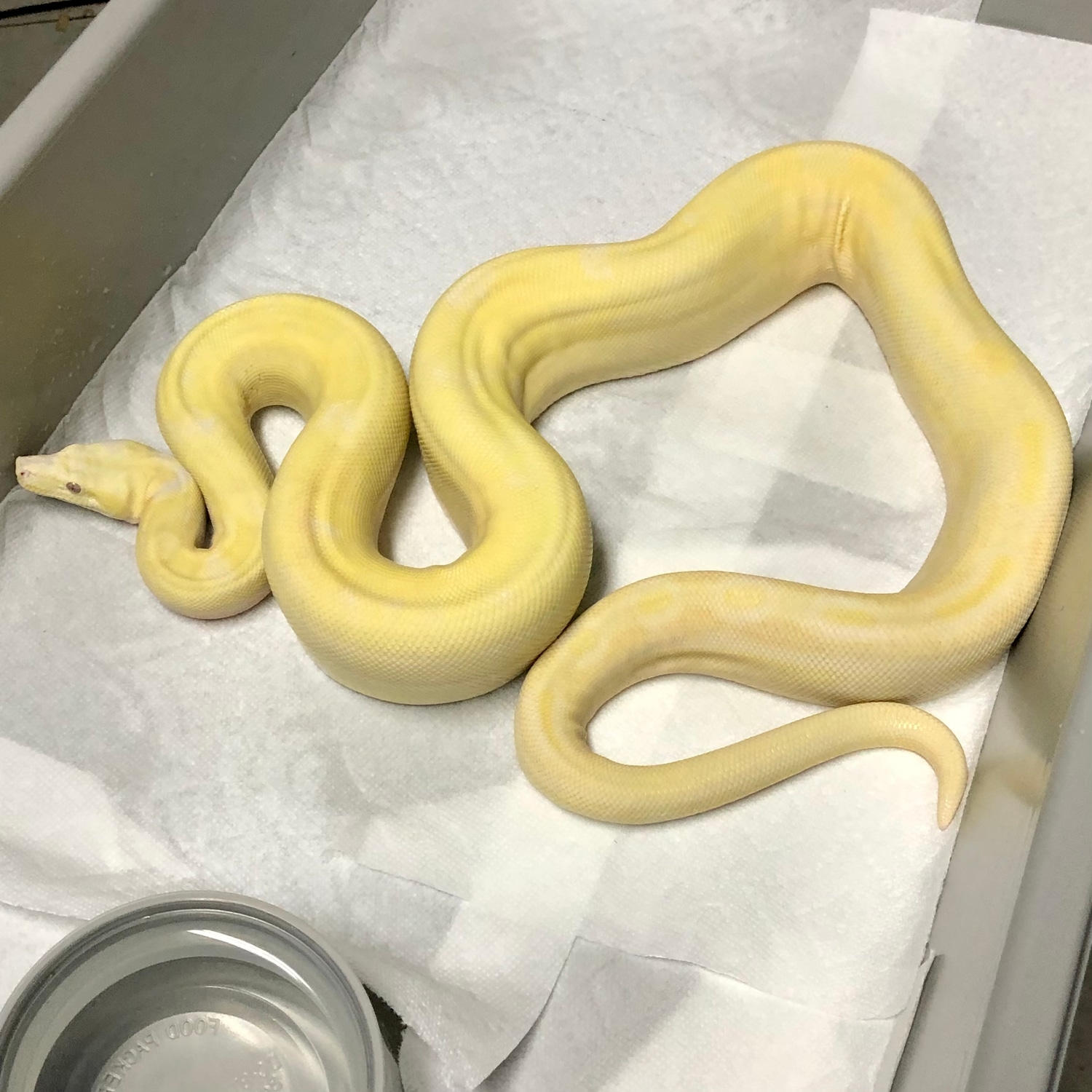 Adult Albino Motley Het Blizzard Boa Constrictor by Brad Sherman ...