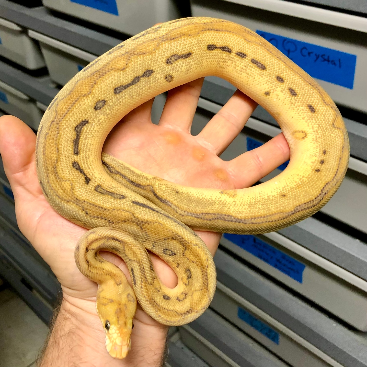 Enchi Batman Champagne Clown Ball Python by Brad Sherman - MorphMarket