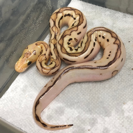 Batman Champagne Enchi Ball Python by Brad Sherman