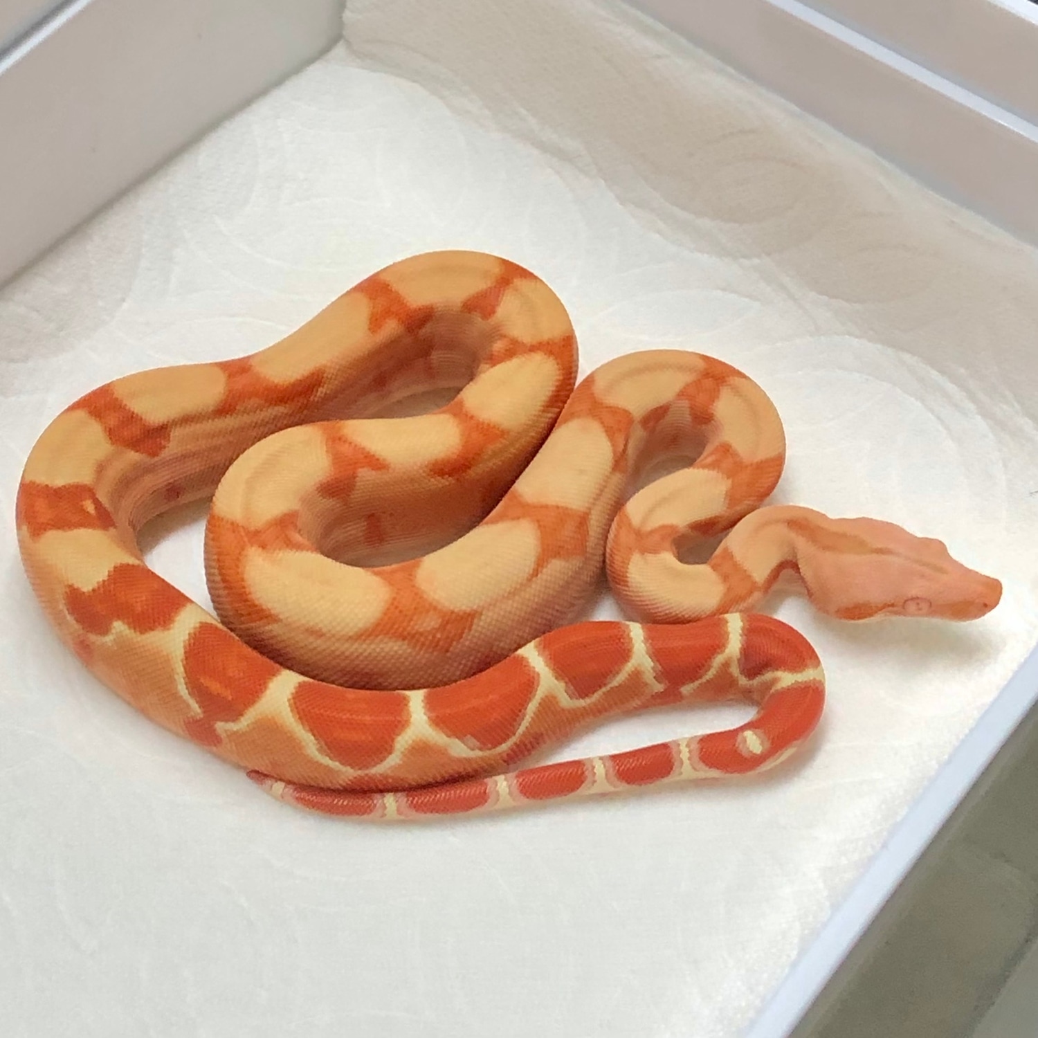 Lipstick Sunglow Het Blood Boa Constrictor by Brad Sherman - MorphMarket