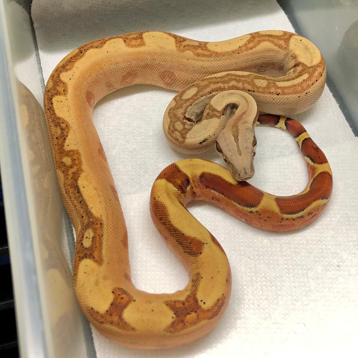 Lipstick Hypo Jungle Het Blood 66% Kahl Boa Constrictor by Brad Sherman ...