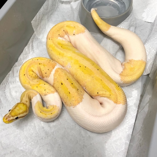Proven Pastel Banana Pied Ball Python by Brad Sherman