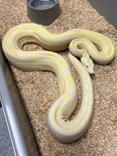Adult Albino Motley Het Blizzard Boa Constrictor by Brad Sherman