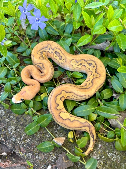 OD Vanilla Cream Leopard Enchi Champagne Clown Ball Python by Brad Sherman