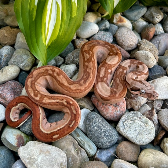 Summit Hytec Jungle DH Snow Boa Constrictor by Brad Sherman