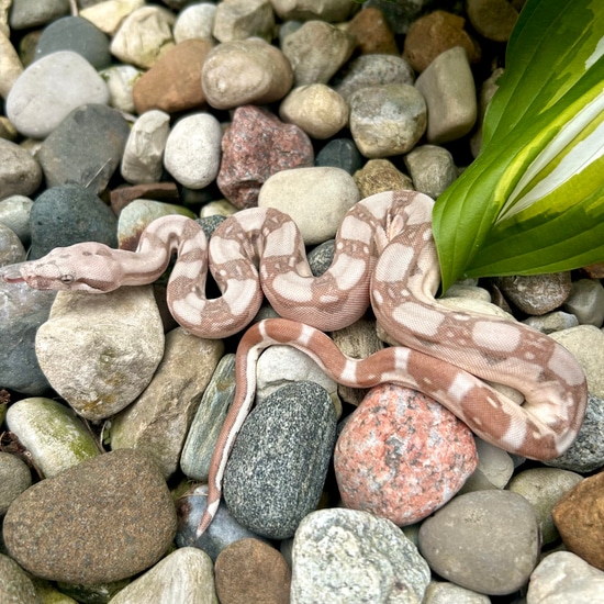 Gamma Fire Hytec DH VPI Snow Boa Constrictor by Brad Sherman