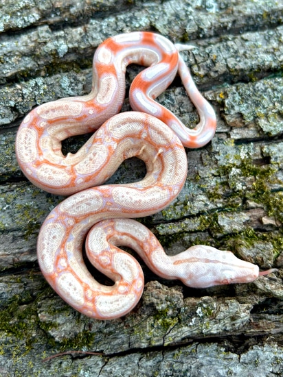Cherry Albino Keltic Boa Constrictor by Brad Sherman