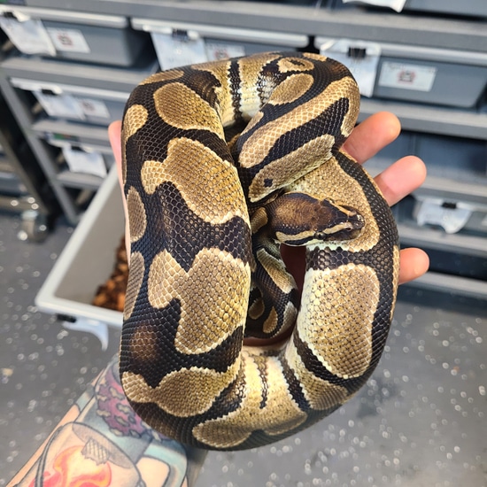 Breeder Double Het Albino Pied Ball Python by Brainchild Mutations