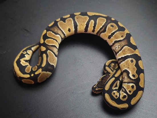 100% Double Het Clown Pied Ball Python by Brain Child Mutations