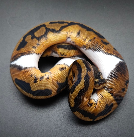Pied 100% Het Ultramel 50% Het Hypo Ball Python by Brain Child Mutations