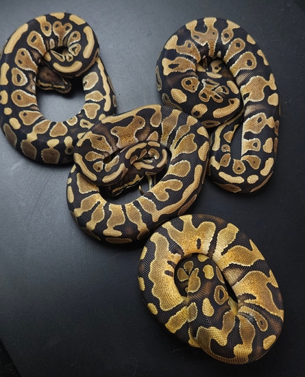4- 100% Double Het Clown Pied Combo Ball Python by Brain Child Mutations