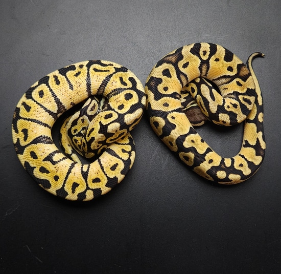 2 Males- 66% Het Puzzle Combo Ball Python by Brainchild Mutations