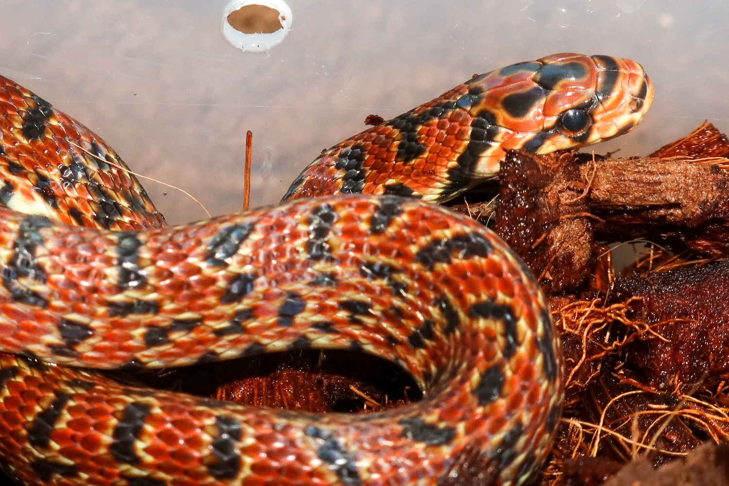 2021 Male Japanese Forest Rat Snake Other Rat Snake by Brakes For ...