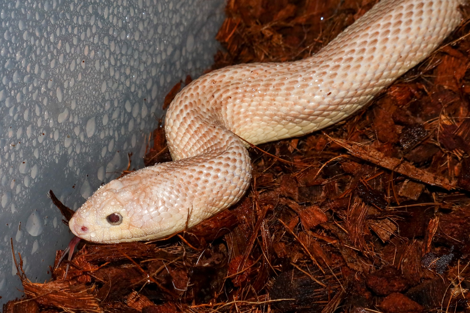 Leucistic Southern Pine Snake by Brakes For Snakes - MorphMarket