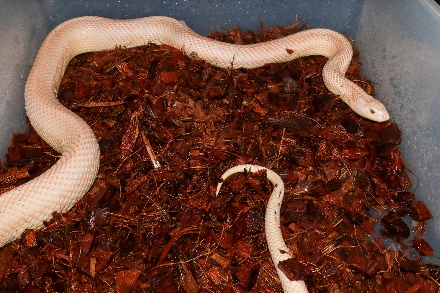 Leucistic Southern Pine Snake by Brakes For Snakes - MorphMarket