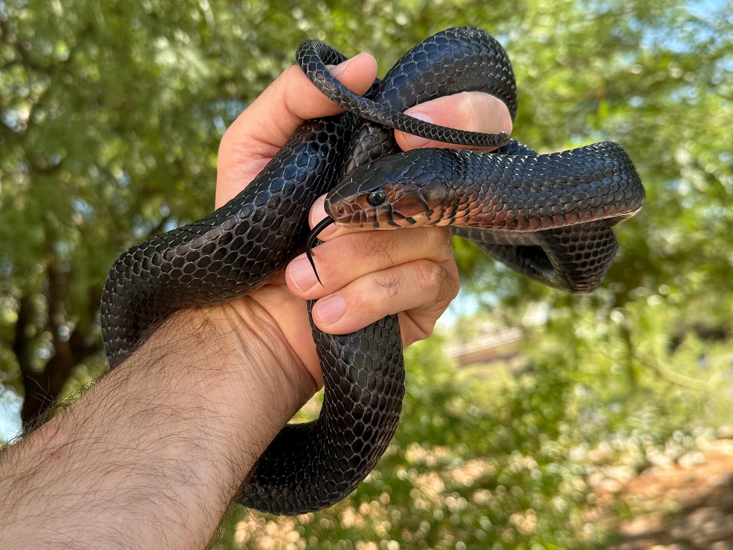 Eastern Indigo Cribo & Indigo Snakes by Brakes For Snakes - MorphMarket