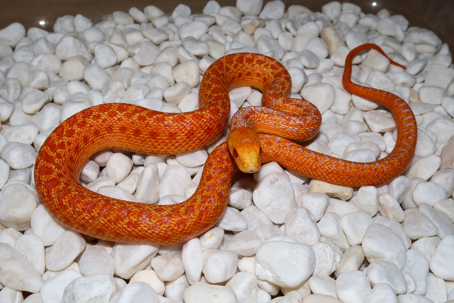 Applegate Albino San Diego - Male Gopher Snake by Brakes For Snakes ...