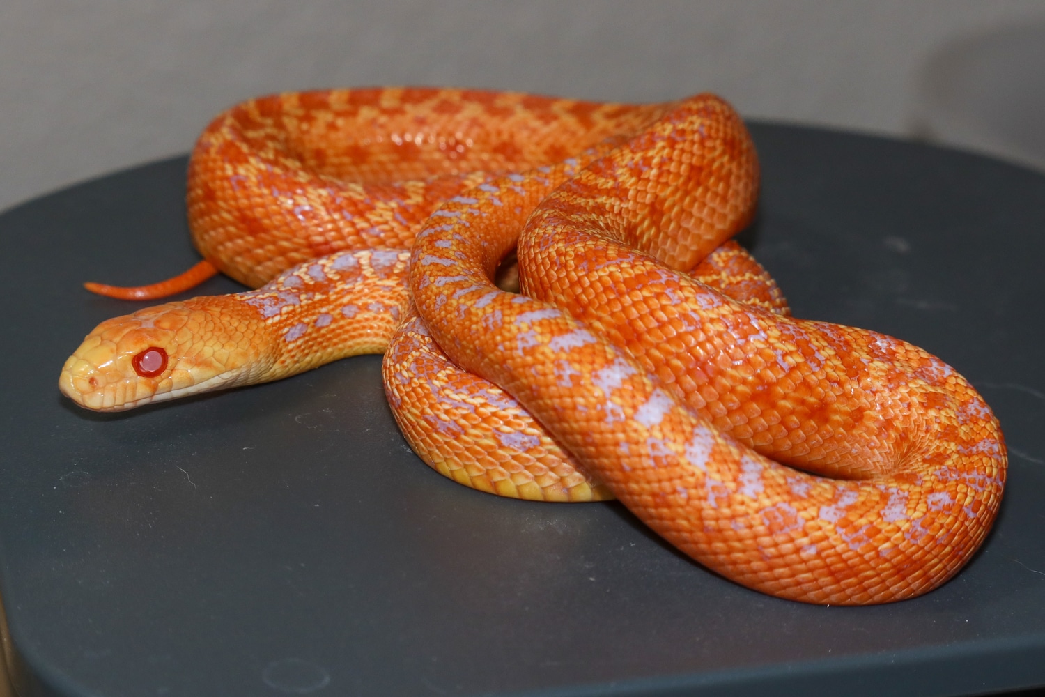 Applegate Albino San Diego - Male Gopher Snake by Brakes For Snakes ...