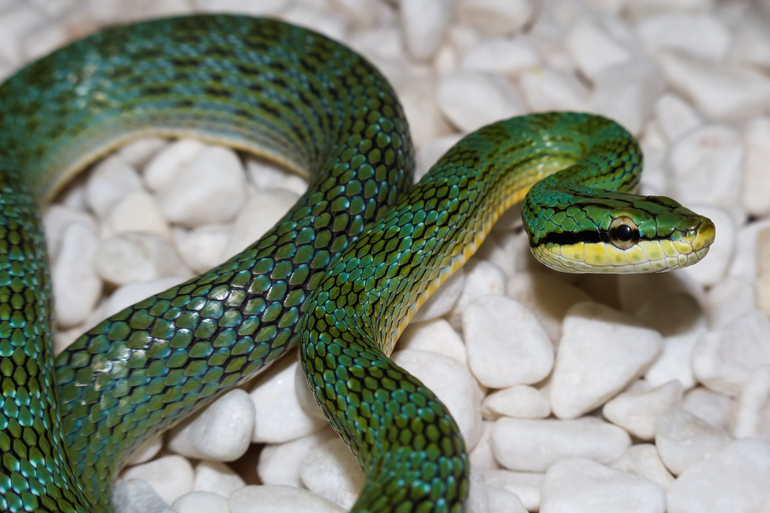 2021 Rein Snake - Gonyosoma Frenatum Other Rat Snake by Brakes For ...