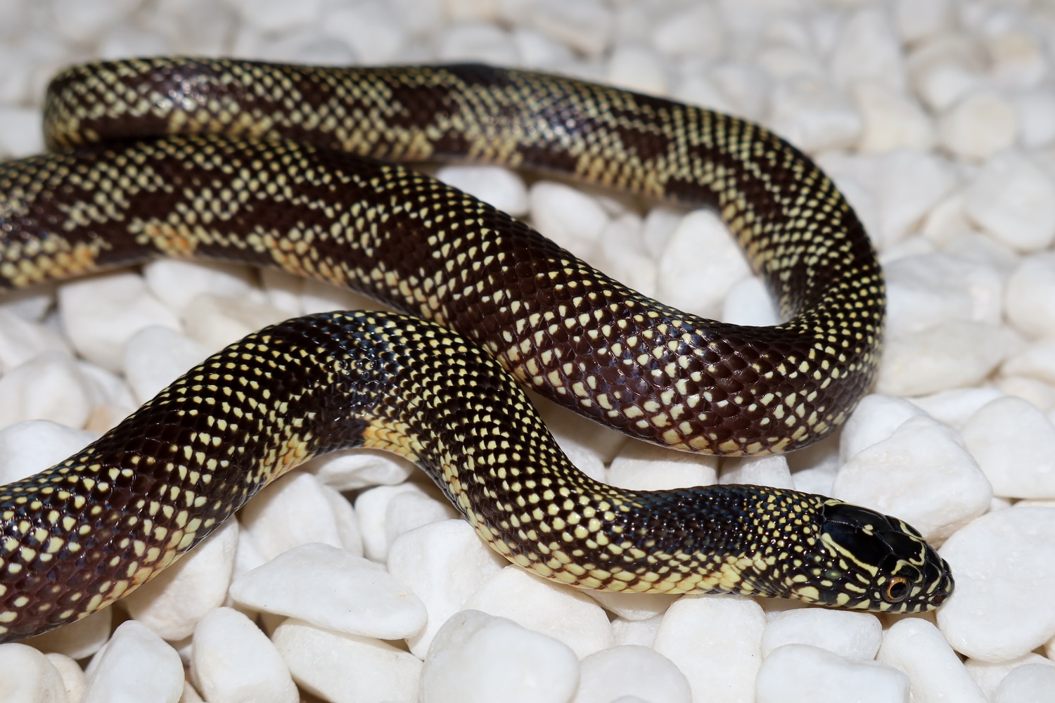 Apalachicola Kingsnake by Brakes For Snakes - MorphMarket