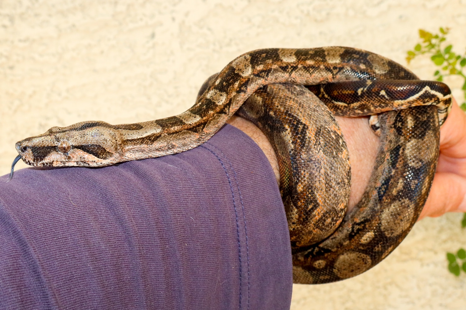 2020 Male Tarahumara Mountain Boa Boa Constrictor by Brakes For Snakes ...