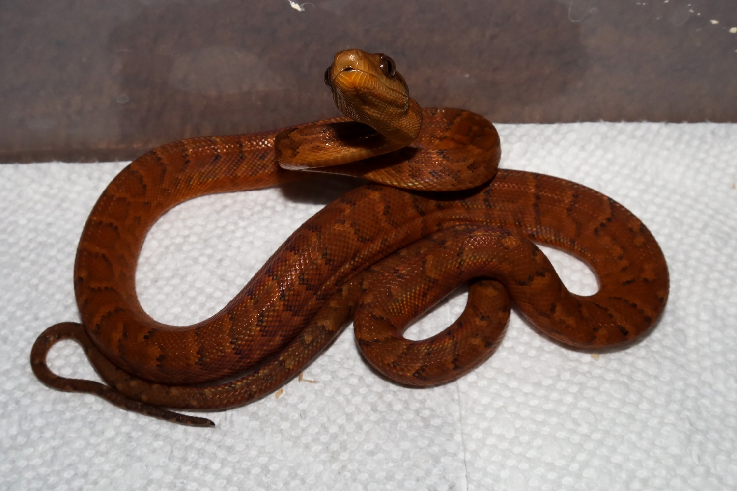 Dominican Red Mountain Boa Hispaniolan boa by Brakes For Snakes ...