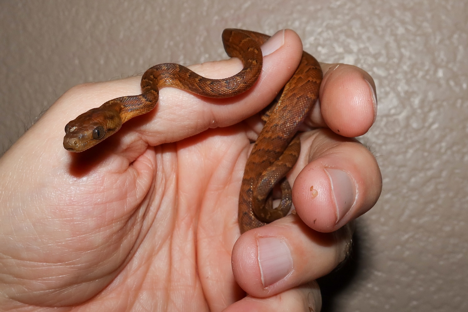 Dominican Red Mountain Boa Hispaniolan boa by Brakes For Snakes ...