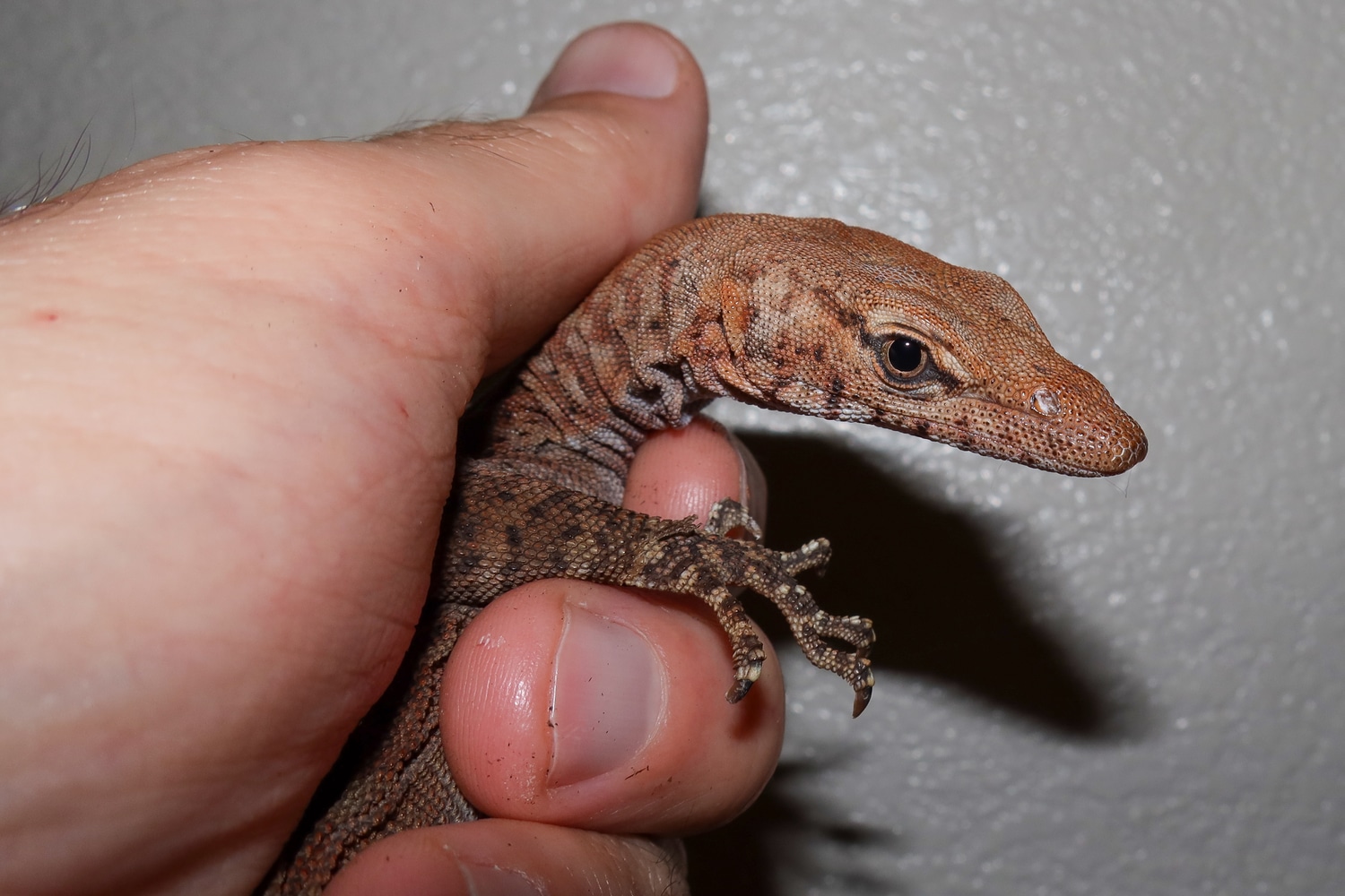 Pilbara Rock Monitor Other Monitor by Brakes For Snakes - MorphMarket