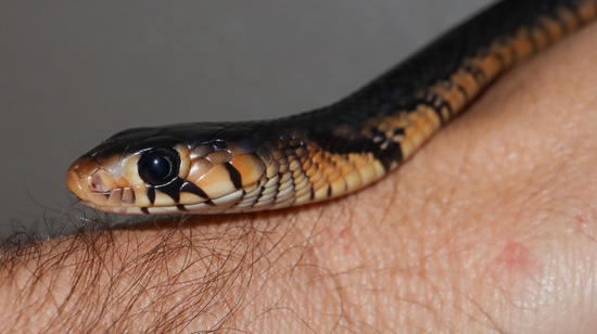 Mexican Red Tail Indigo - Guerrero Locality Cribo & Indigo Snakes by ...