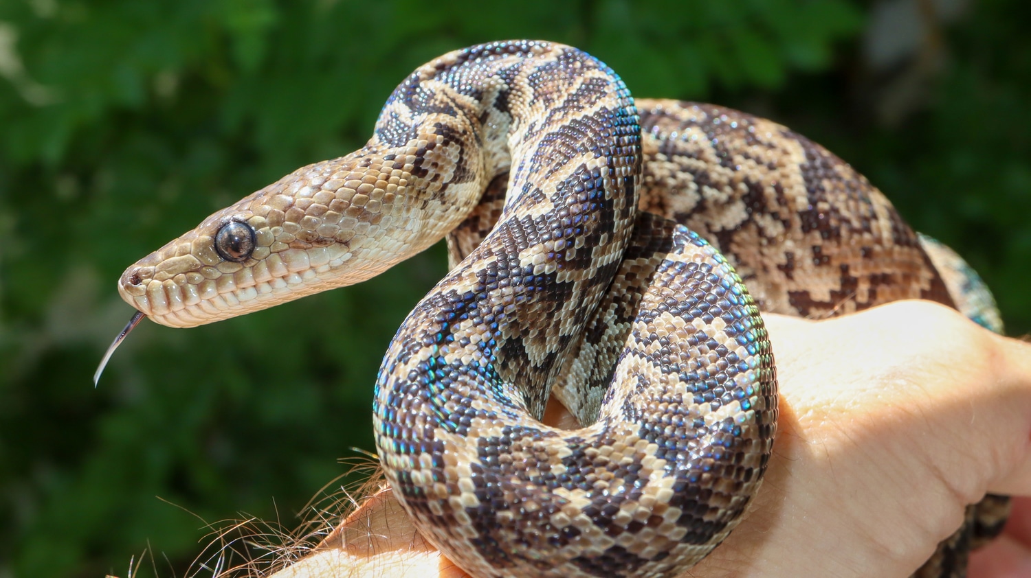 Cuban Boa More Boa by Brakes For Snakes - MorphMarket