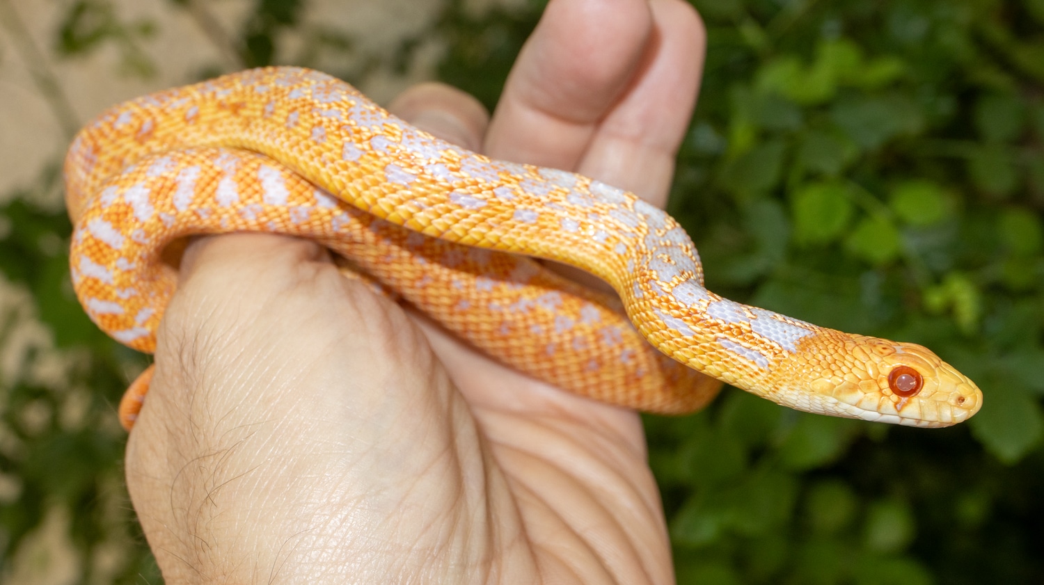 Applegate Albino San Diego Gopher Snake by Brakes For Snakes - MorphMarket